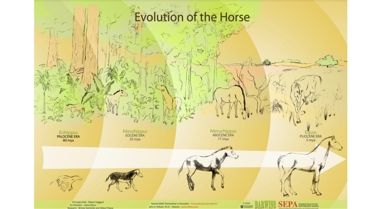 Horse Foot Evolution Activity Guide | Science Education Partnership Award