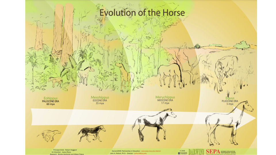 Horse Foot Evolution Activity Guide | Science Education Partnership Award