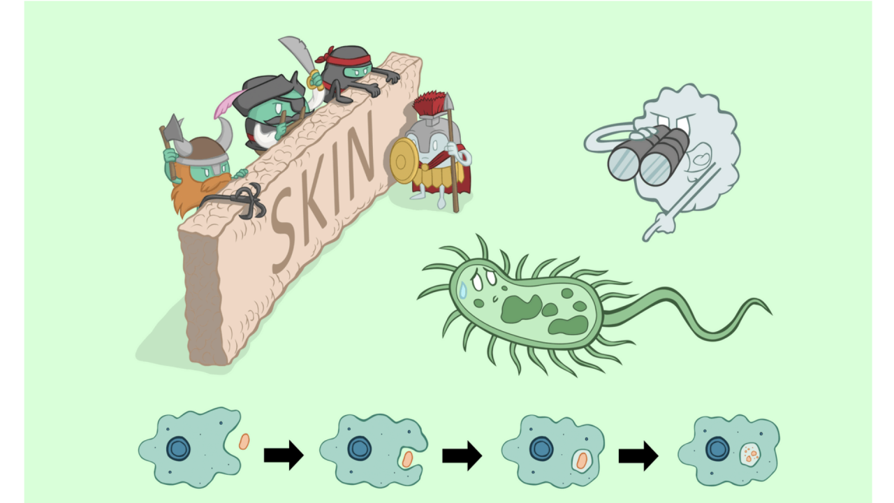 Immune System Quiz Game | Science Education Partnership Award