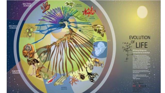 Spiral of Life III: Animal Evolution | Science Education Partnership Award