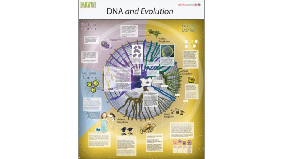 Spiral of Life IV: DNA and Evolution | Science Education Partnership Award