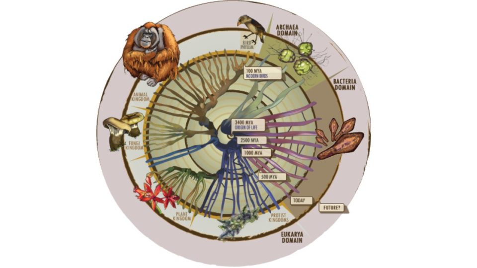Spiral of Life VI: The Story of Life | Science Education Partnership Award